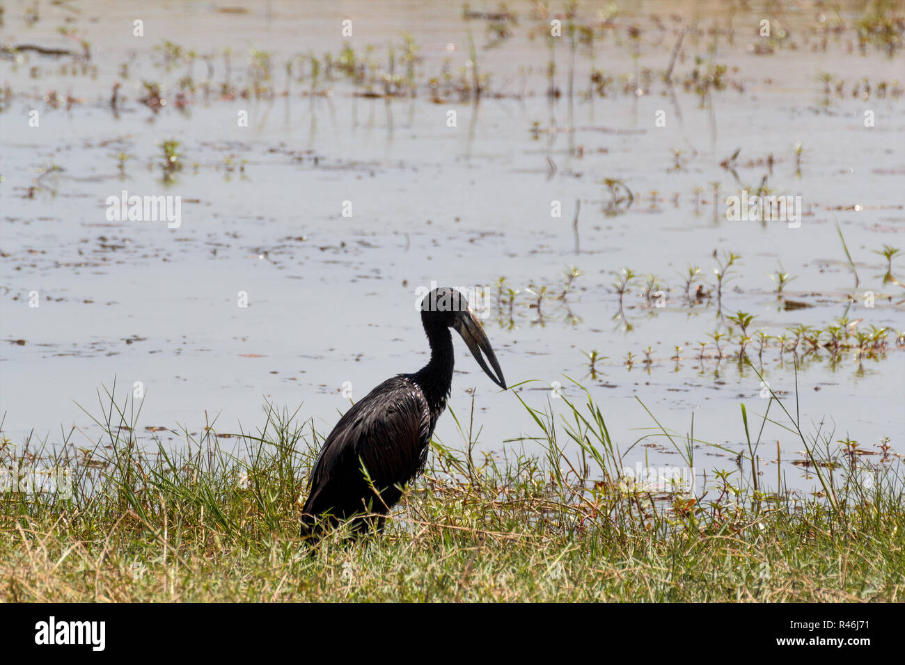 African openbilled stork hi-res stock photography and images - Alamy