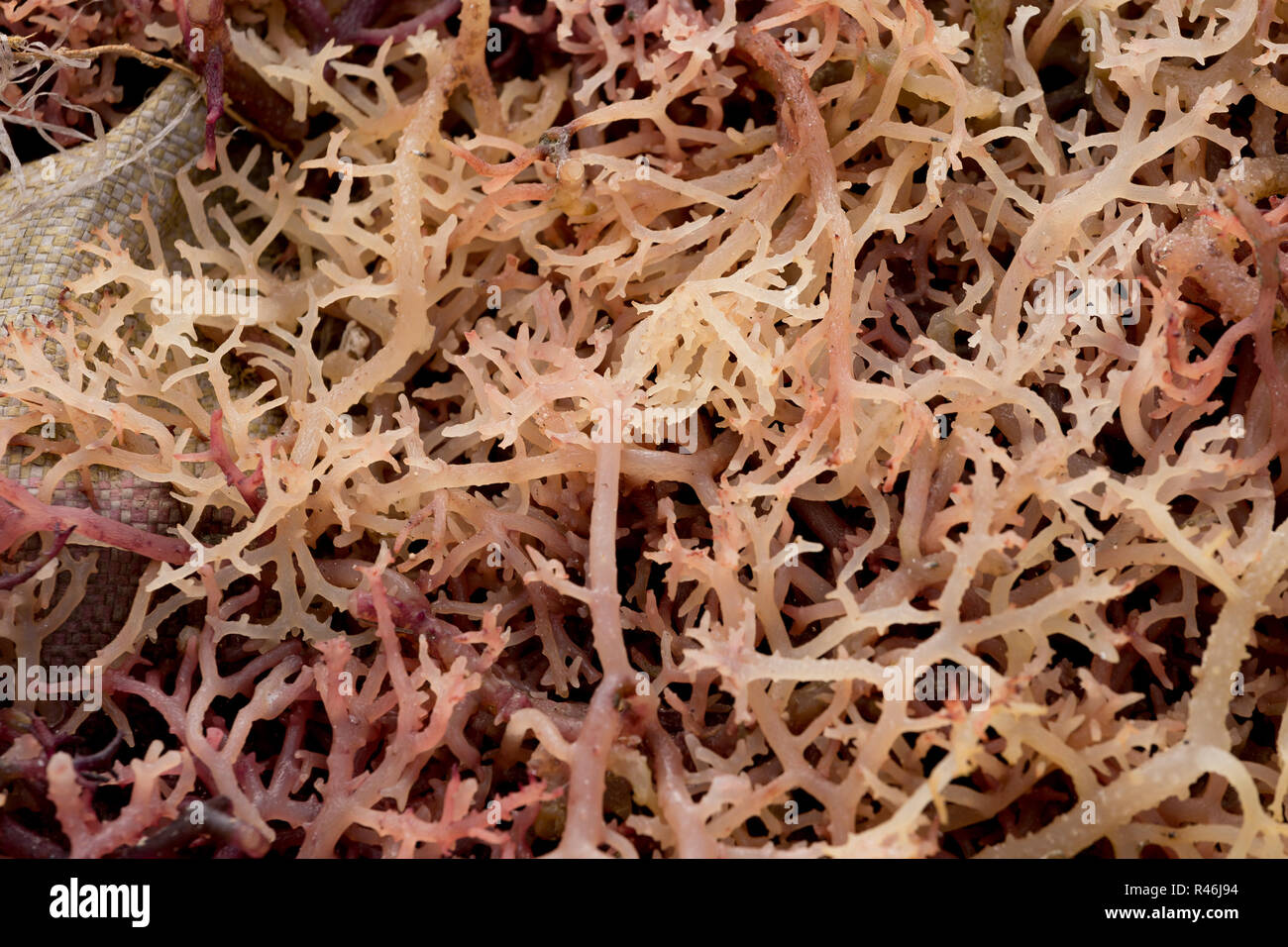 Seaweed farmed along the coast Stock Photo - Alamy