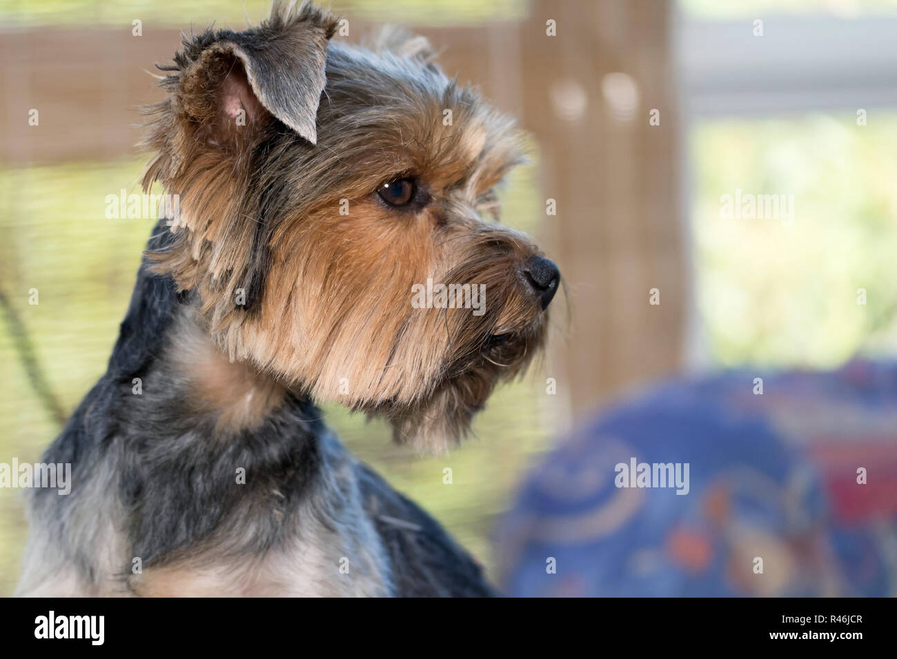 Side view adorable yorkshire terrier hi-res stock photography and ...