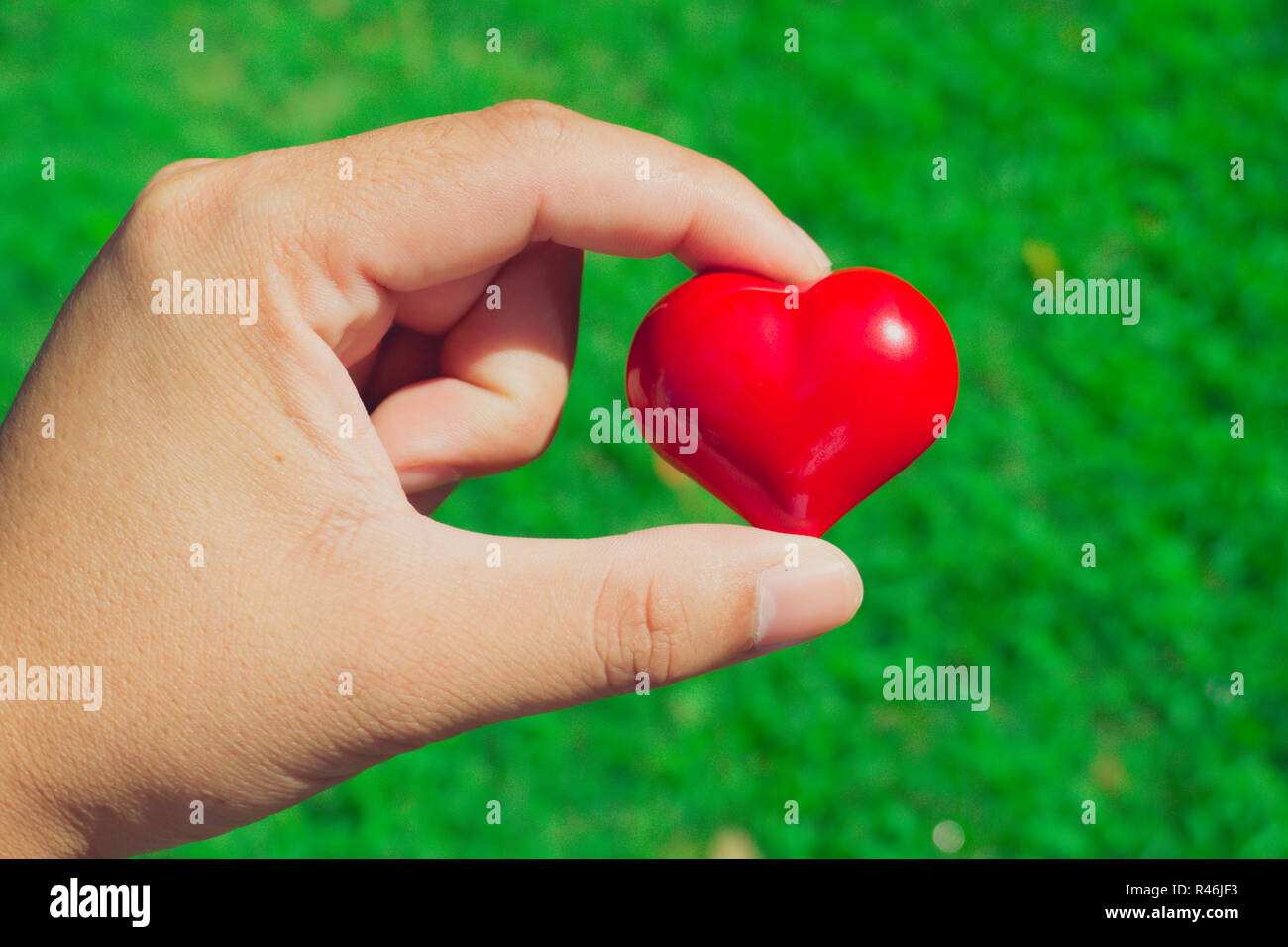 red heart in the hands Stock Photo - Alamy