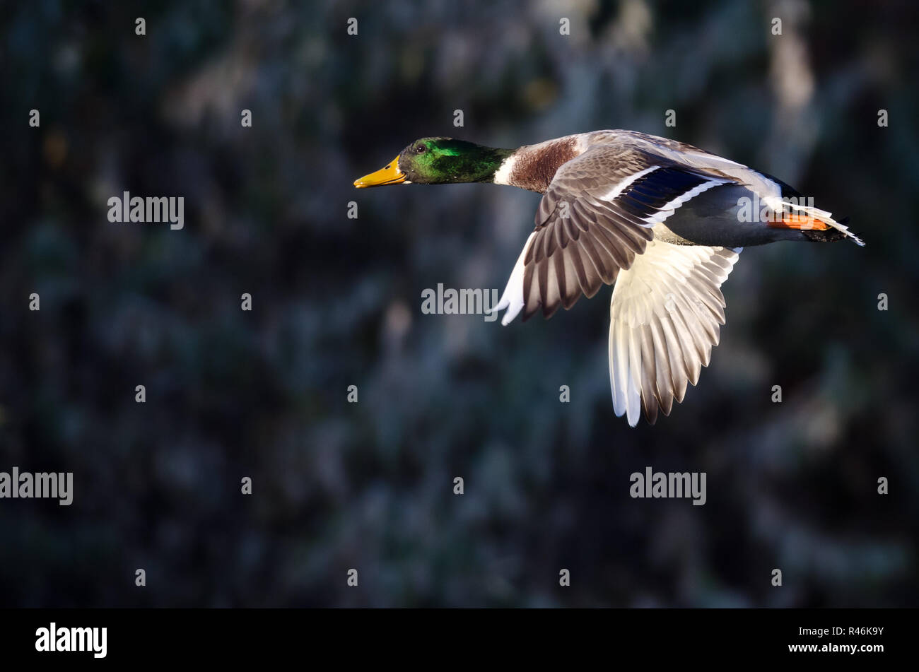 Close Look at a Male Mallard Duck in Flight Stock Photo - Alamy