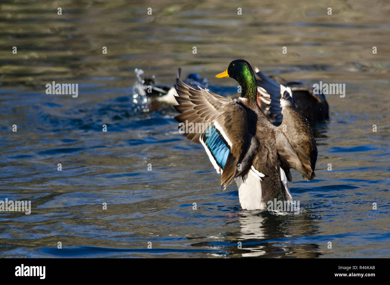 Mallard Duck Stretching Its Wings on the Water Stock Photo - Alamy