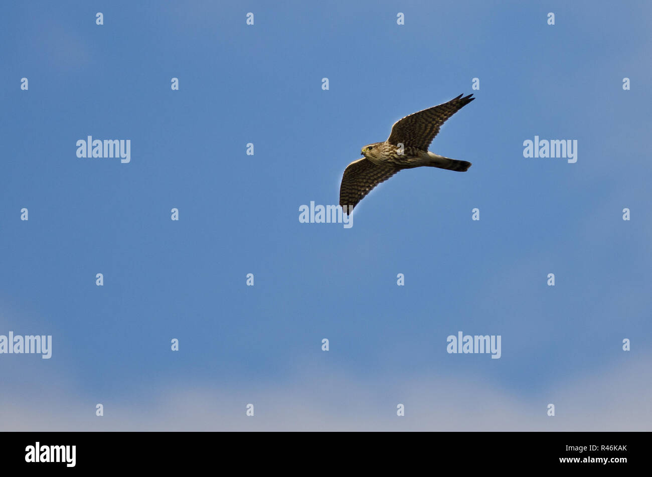 Merlin bird flying hi-res stock photography and images - Alamy