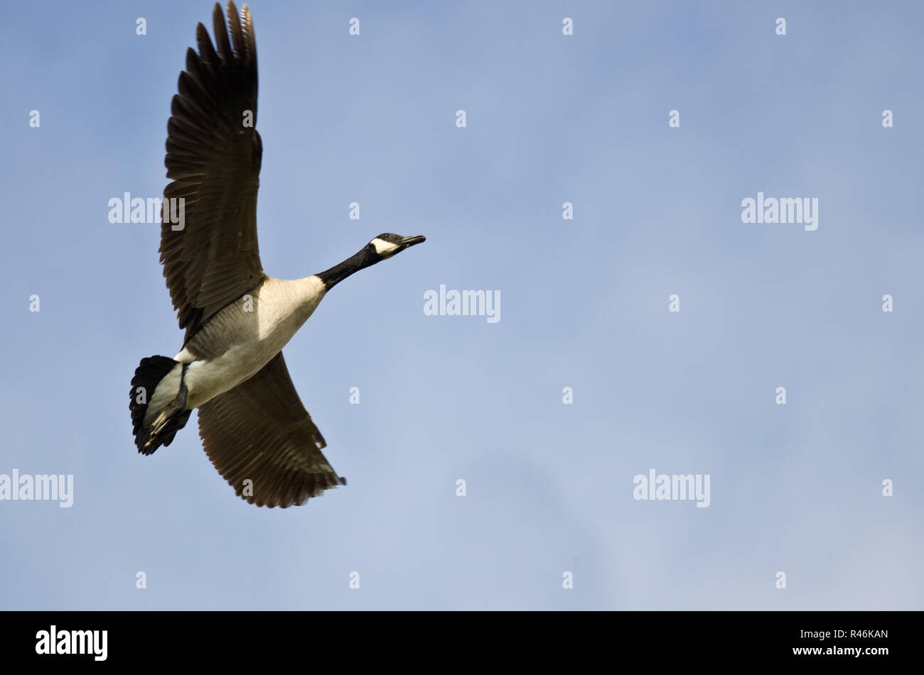 White goose sky blue hi-res stock photography and images - Alamy