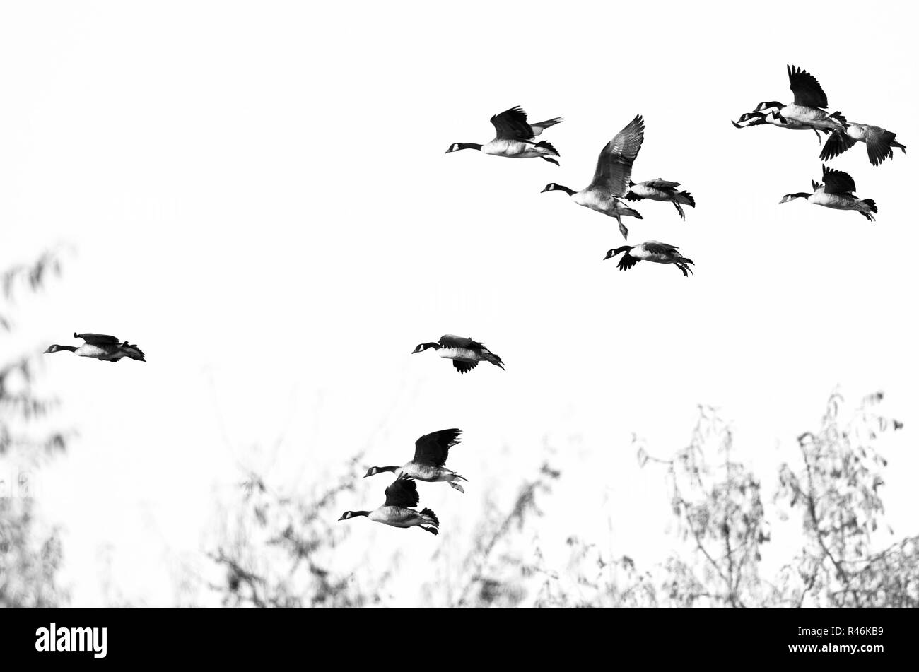 Canada geese flying Black and White Stock Photos & Images - Alamy