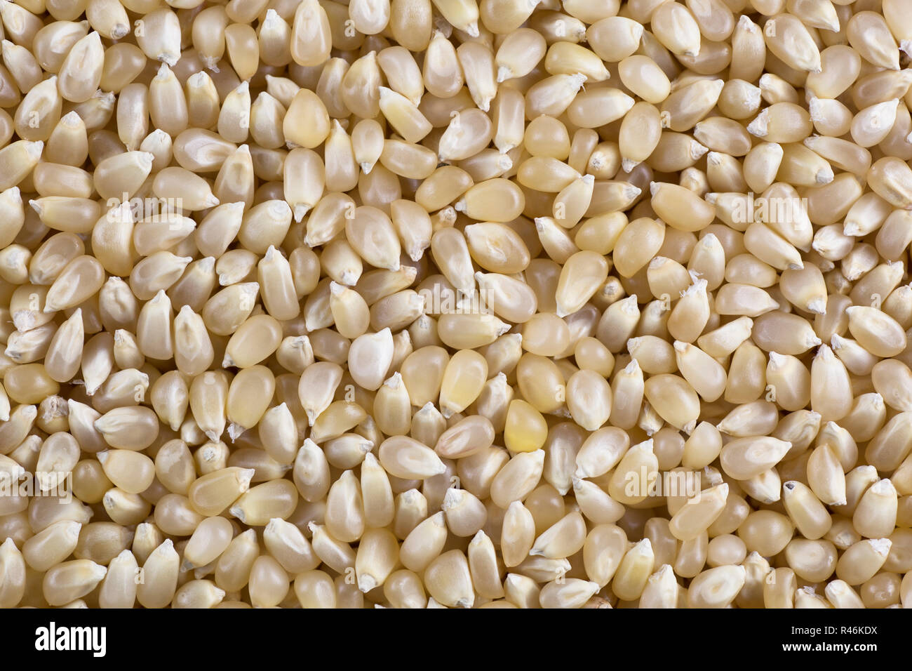 White Popcorn Kernels Background Stock Photo - Alamy