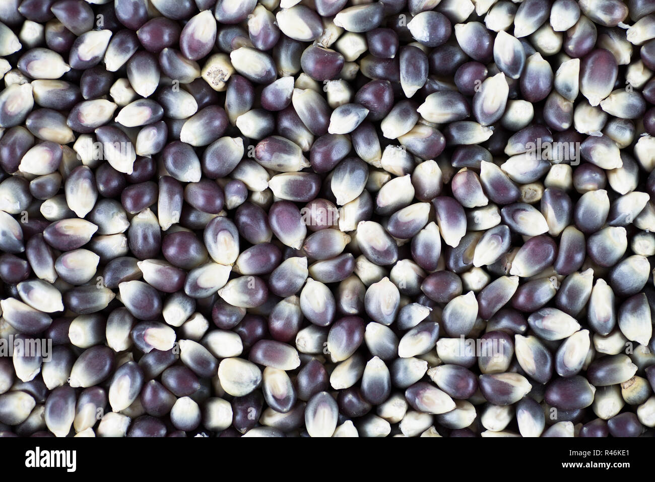 Blue Popcorn Kernel Background Stock Photo - Alamy