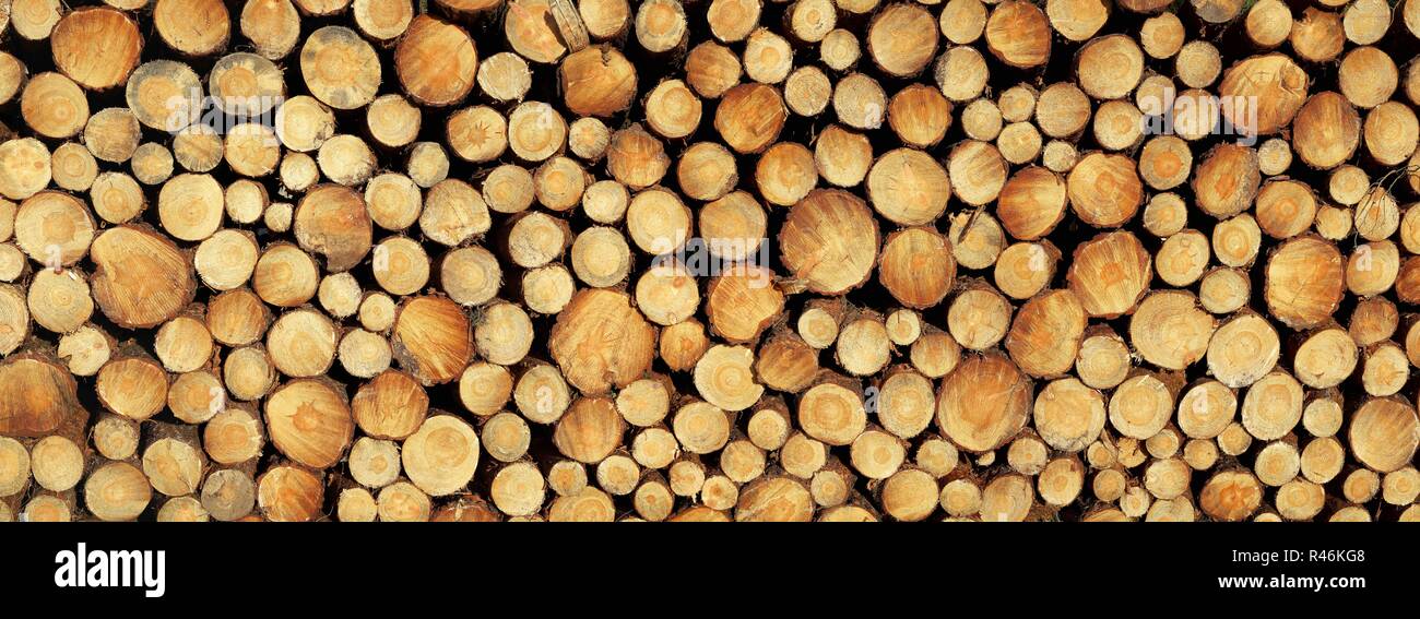 Sawed off tree trunks hi-res stock photography and images - Alamy