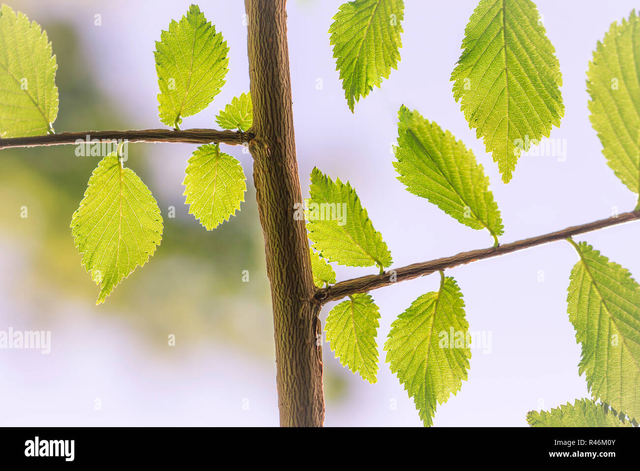 Detailed branch of leaves hi-res stock photography and images - Alamy