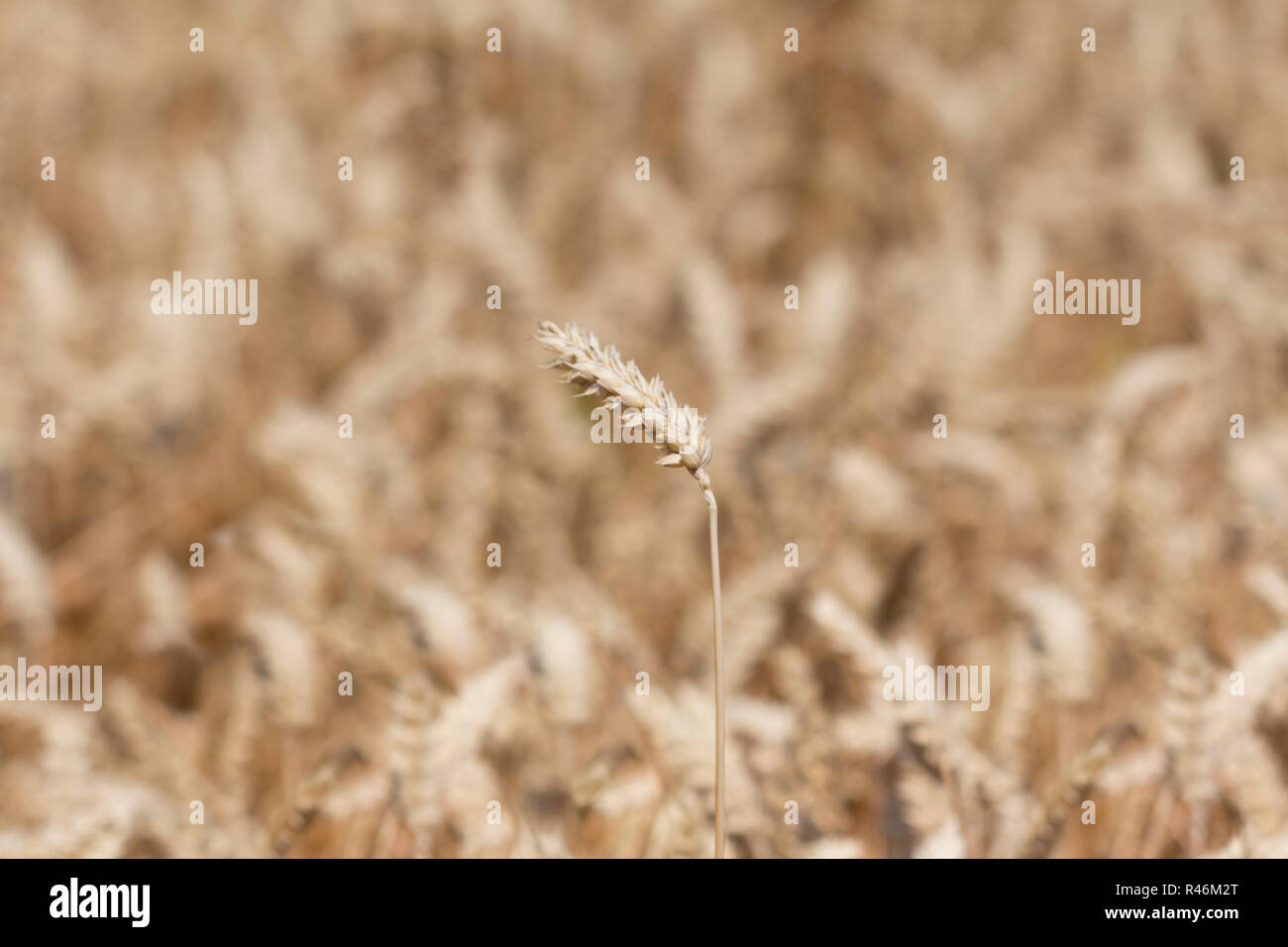 Single wheat seed hi-res stock photography and images - Alamy