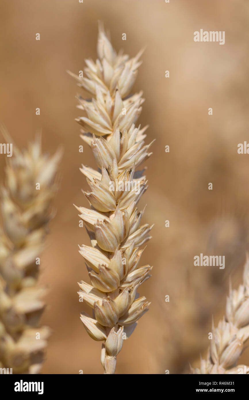 One wheat plant in nature Stock Photo - Alamy
