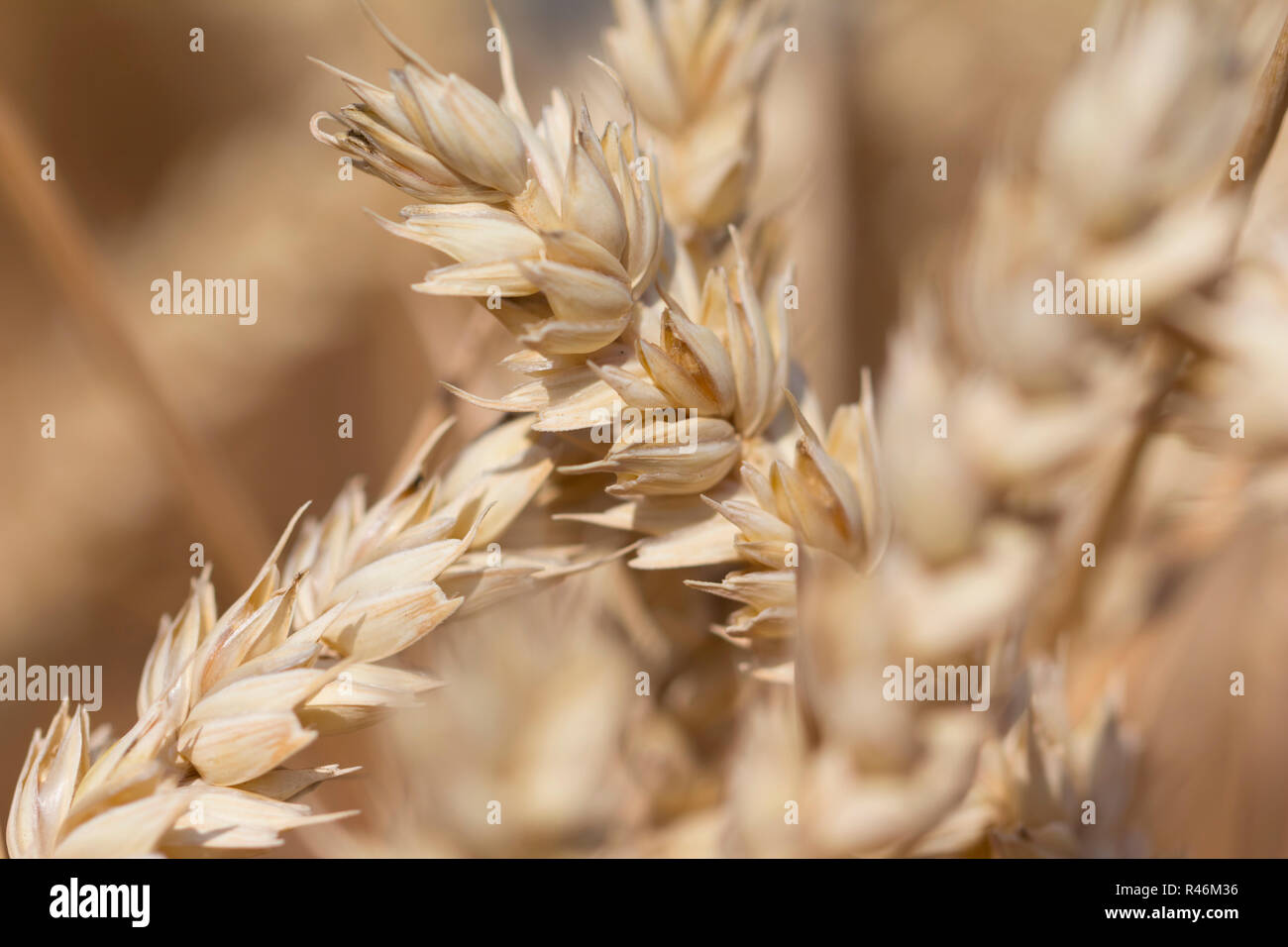 Harvest visual hi-res stock photography and images - Alamy