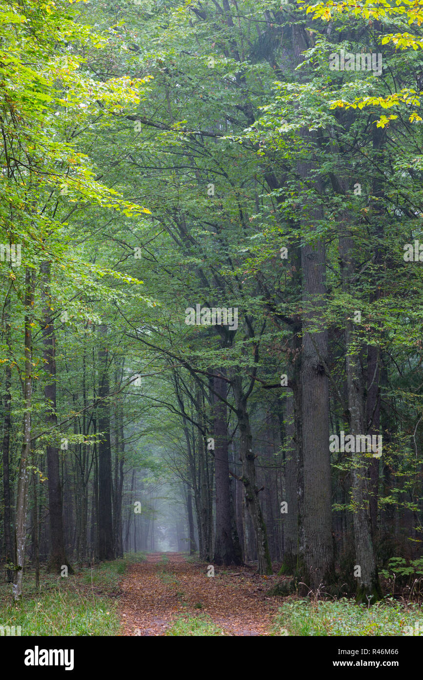 straight ground road leading across the forest Stock Photo - Alamy