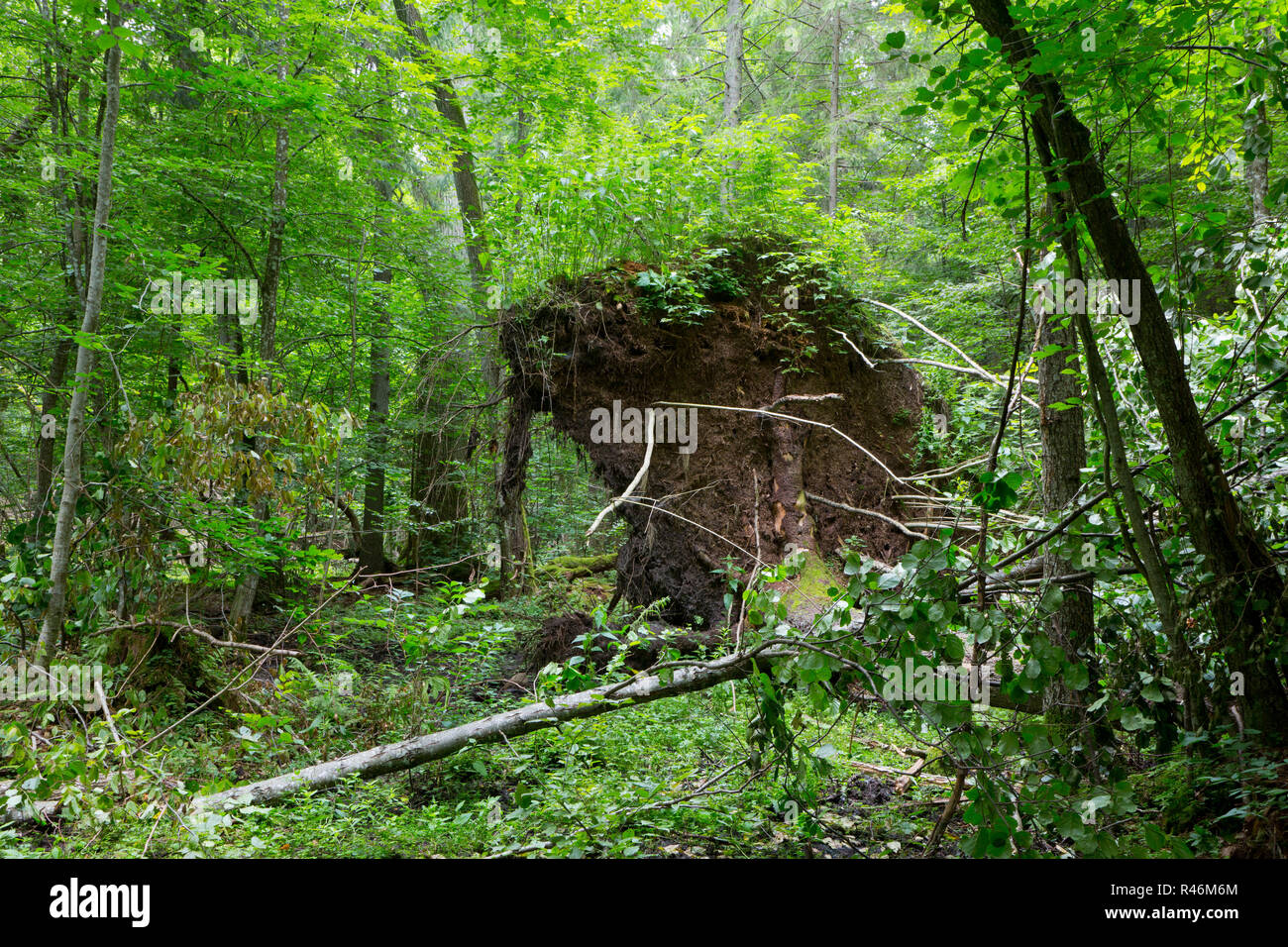 storm broken spruce tree in summertime deciduous stand Stock Photo - Alamy