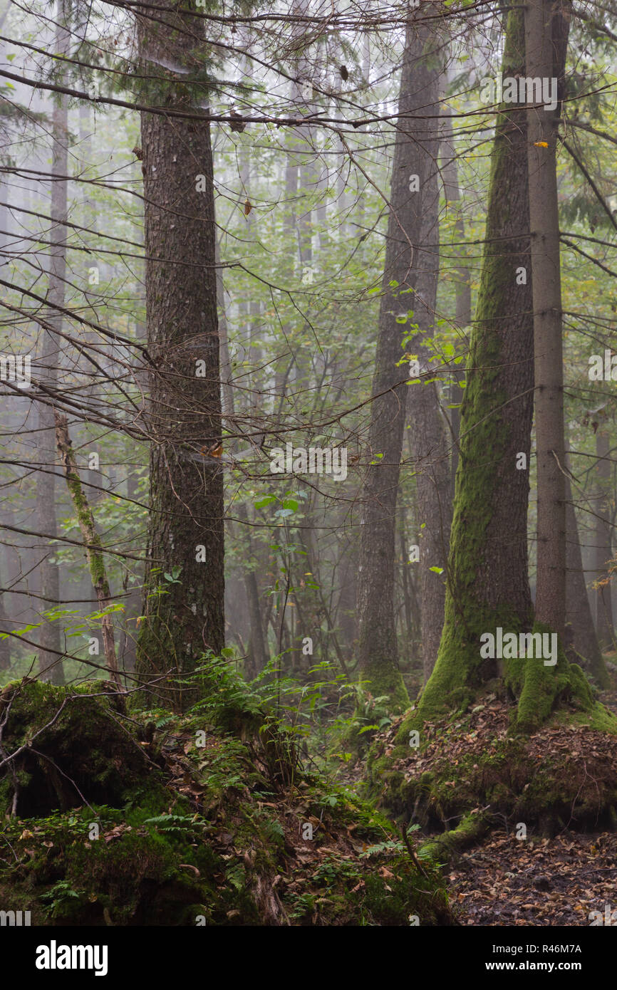 large alder tree in a misty stand of bialowieza forest Stock Photo - Alamy