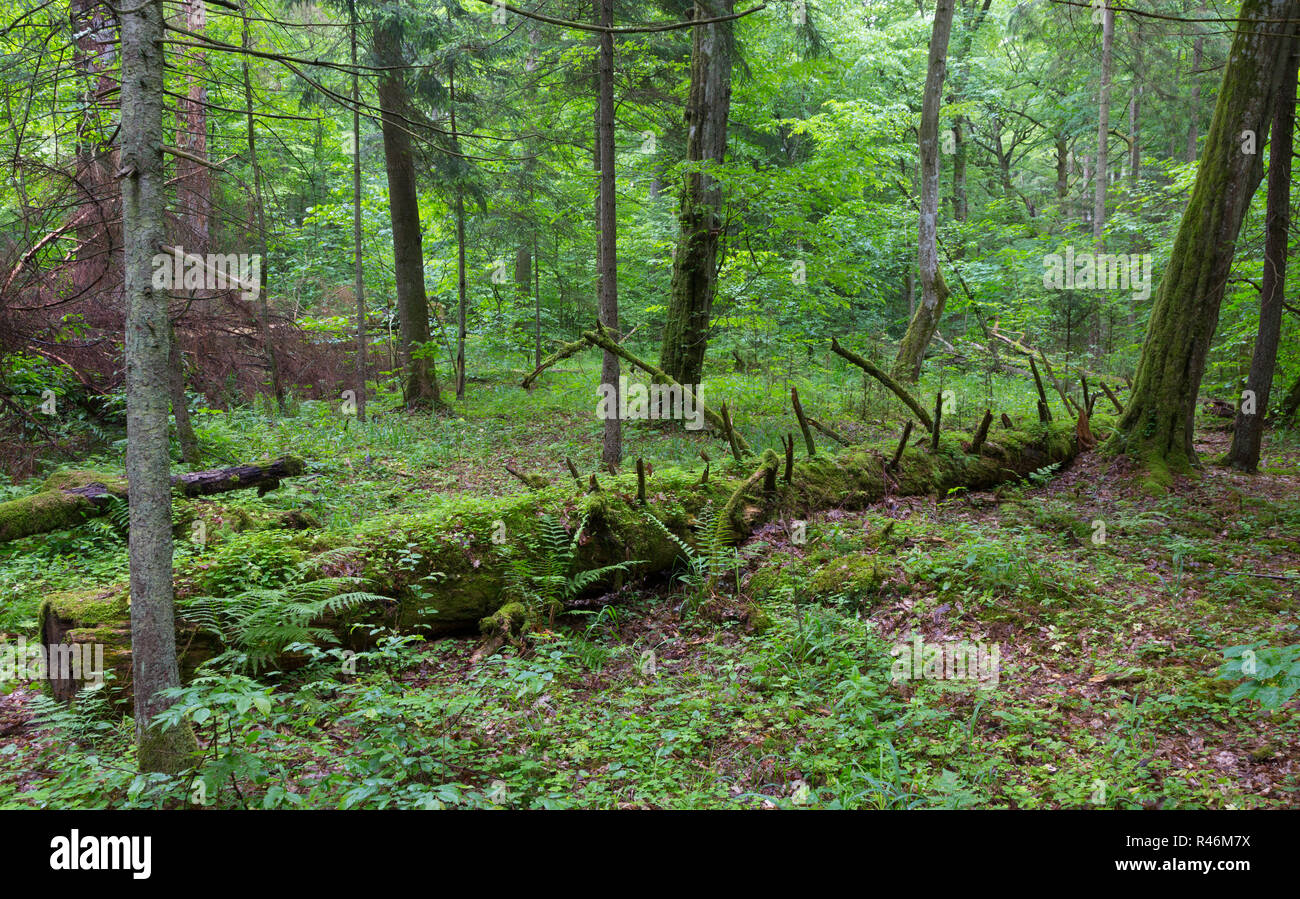 Almost Deciduous Tree High Resolution Stock Photography and Images - Alamy