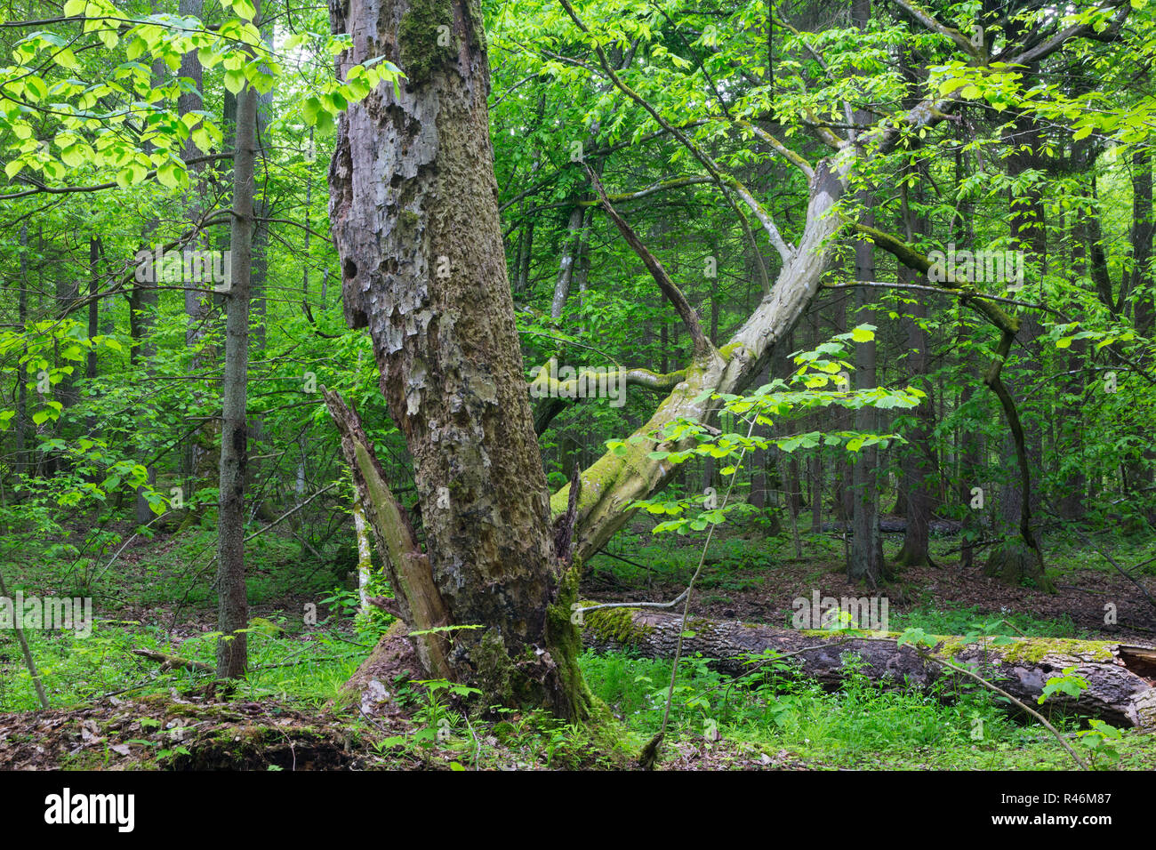 Carpinus Species High Resolution Stock Photography and Images - Alamy