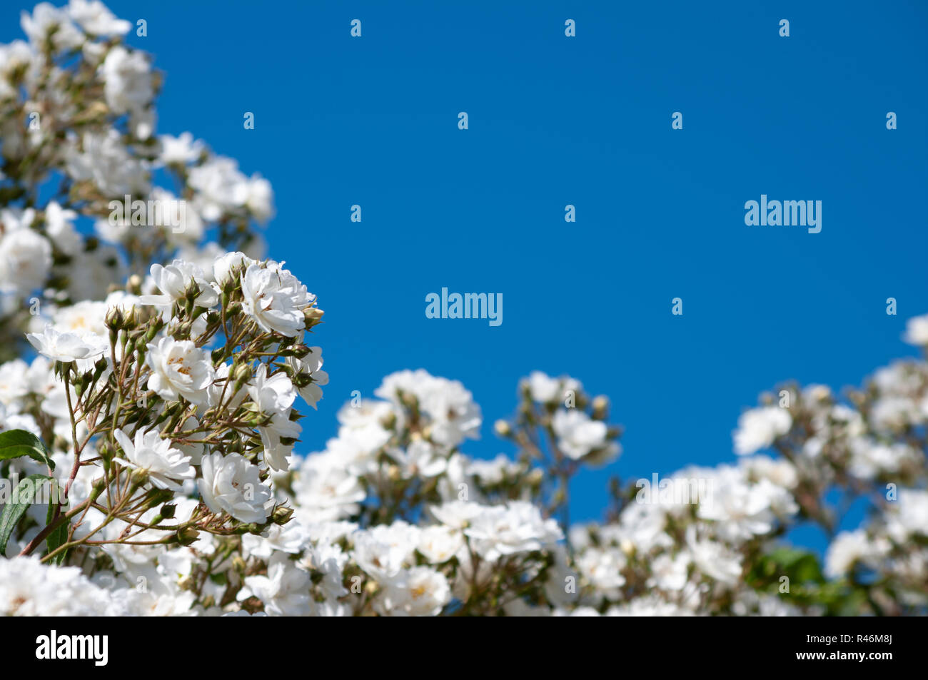Pure white roses against clear blue sky background Stock Photo - Alamy