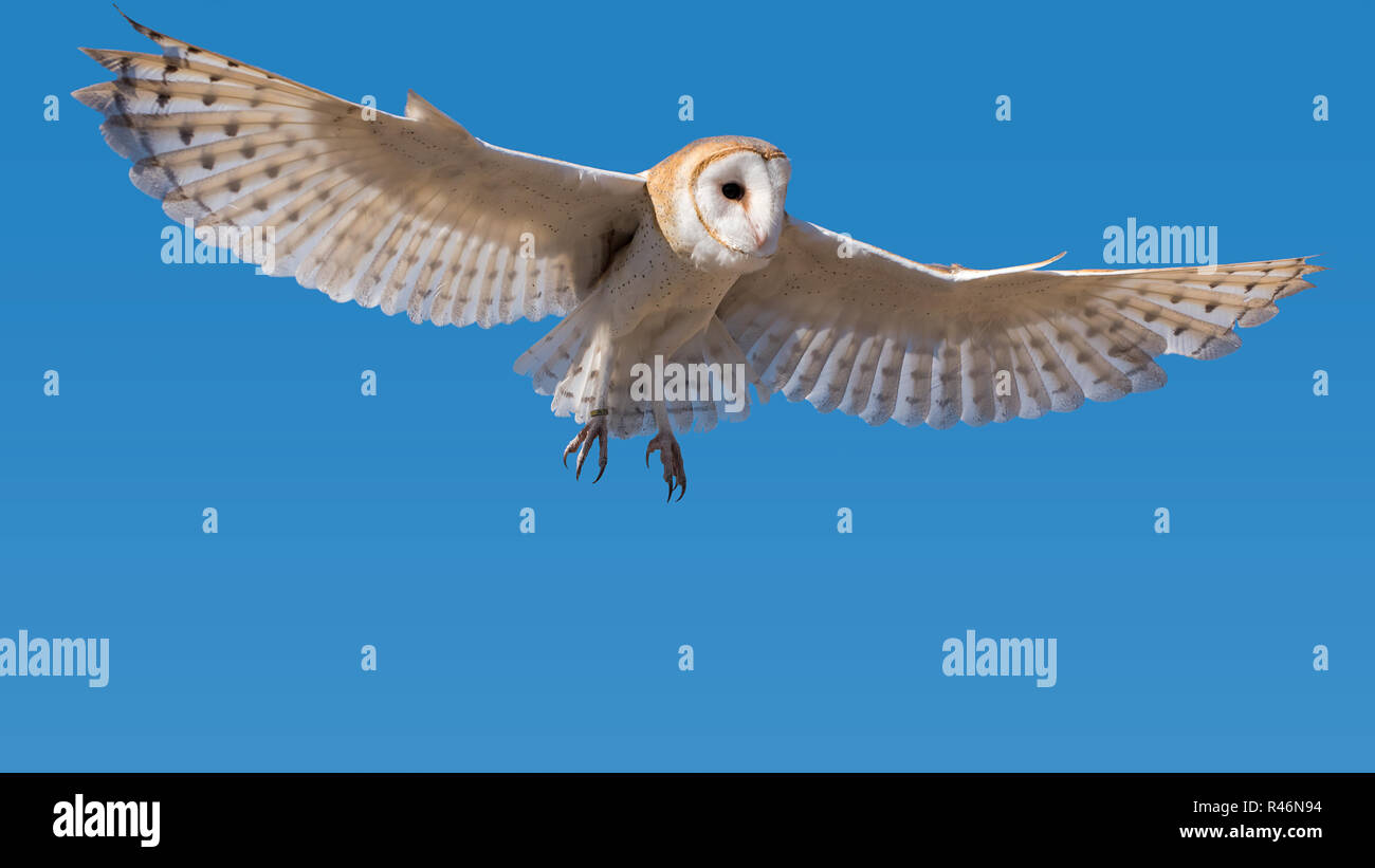 Barn Owl Wingspan