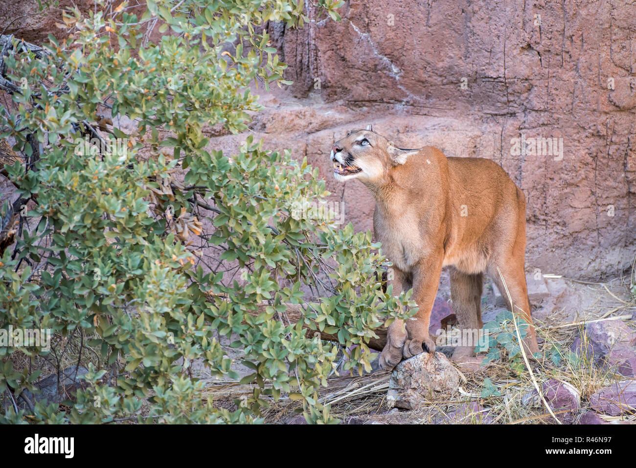 Mountain Lion looking up into a Tree Stock Photo - Alamy