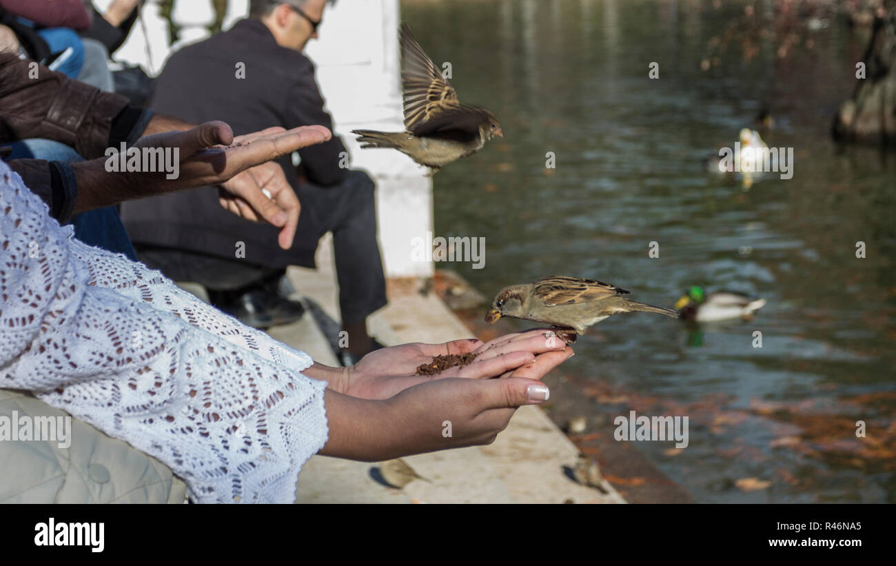 birds eating out of hand Stock Photo - Alamy