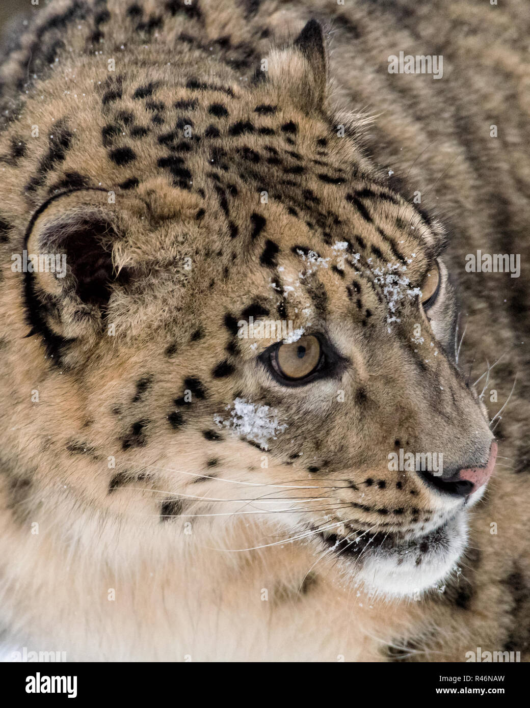 Asian spotted leopard hi-res stock photography and images - Alamy