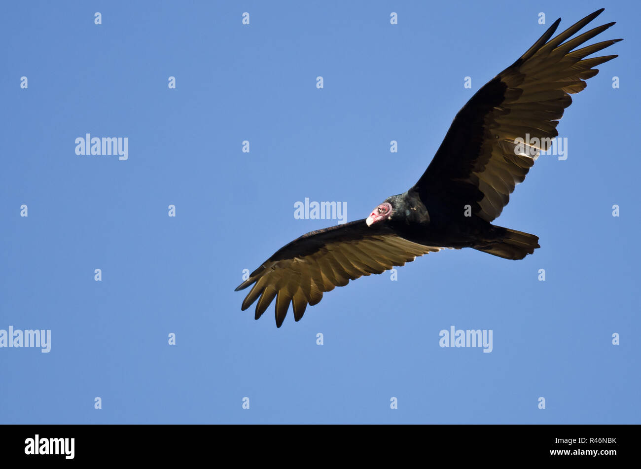 Two turkey birds hi-res stock photography and images - Alamy