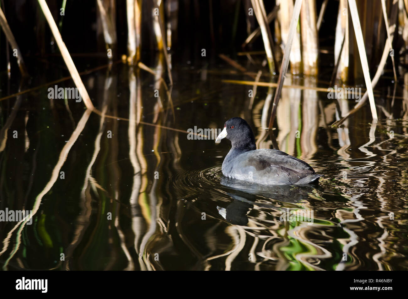 American Coot Swimming Among the Reeds Stock Photo - Alamy