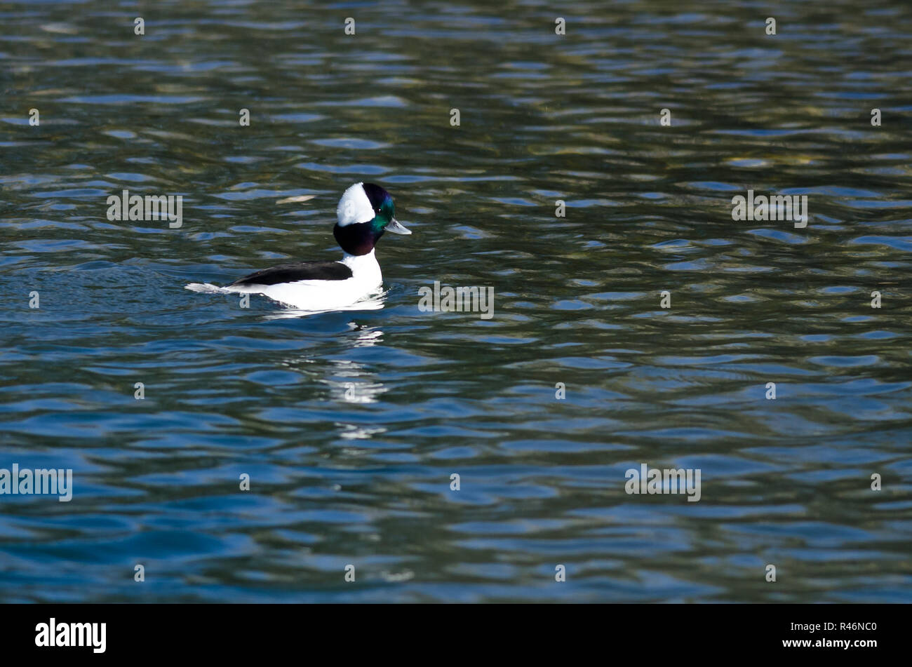 Male Bufflehead Resting on the Still Water of the Pond Stock Photo - Alamy