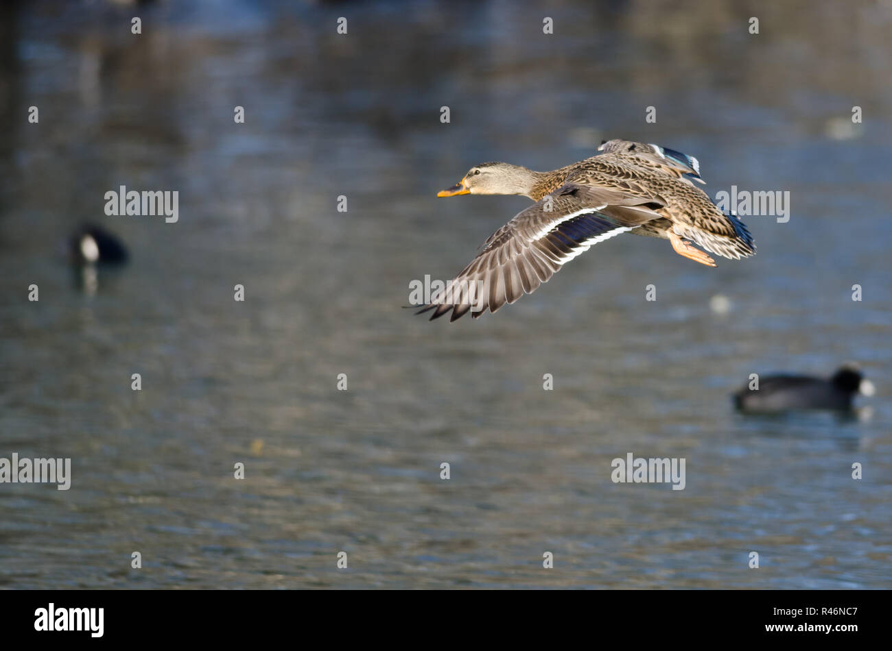 Female Mallard Duck Flying Low Acoss the Water Stock Photo - Alamy