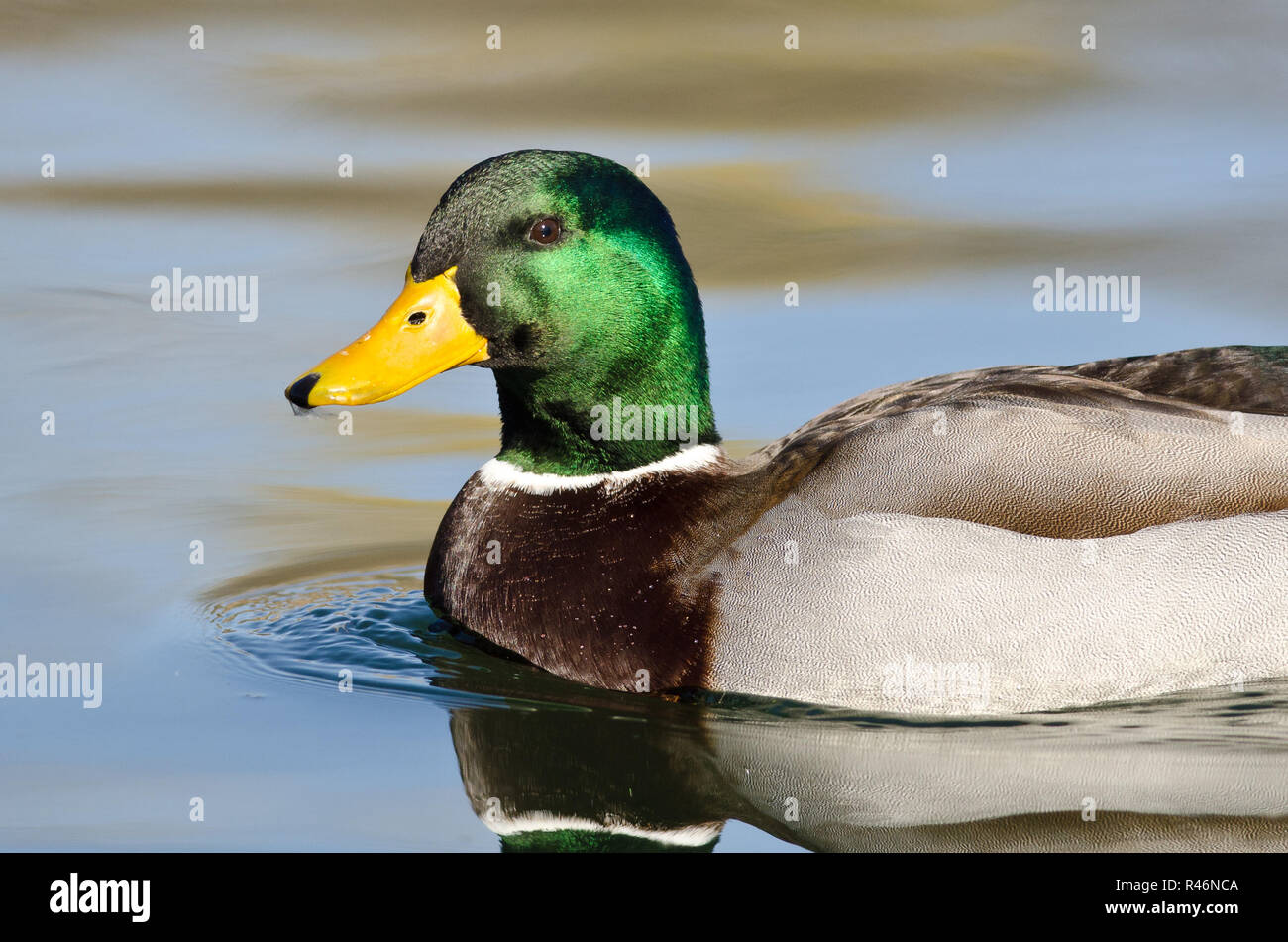 Close Up of Male Mallard Duck Profile Stock Photo - Alamy