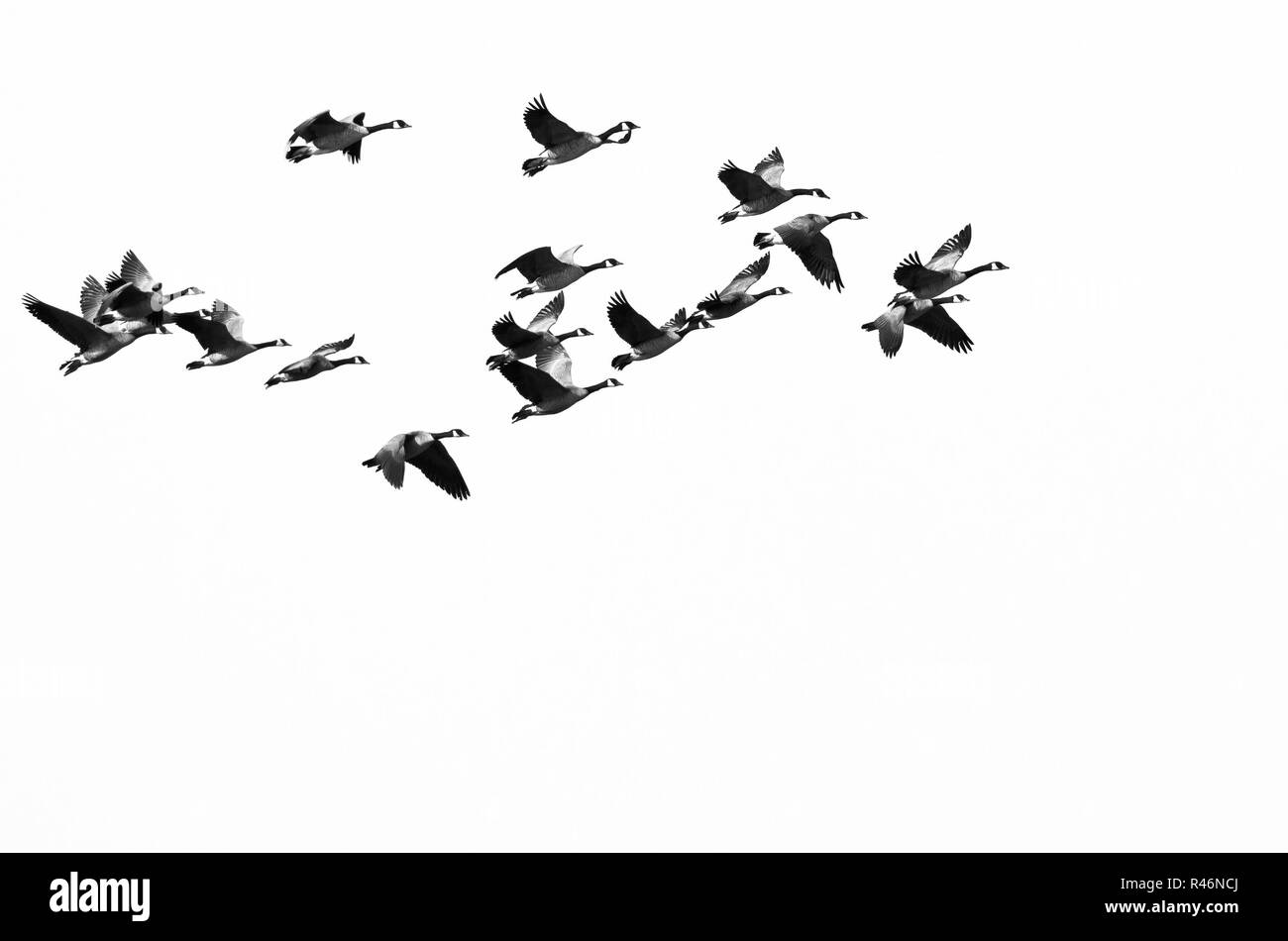Flying goose geese Cut Out Stock Images & Pictures - Alamy