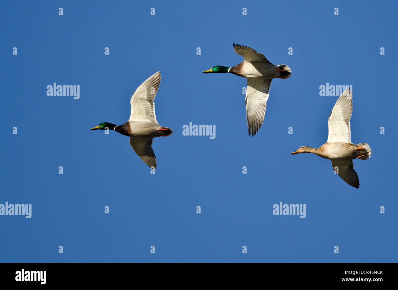 Three Mallard Ducks Flying in a Blue Sky Stock Photo - Alamy
