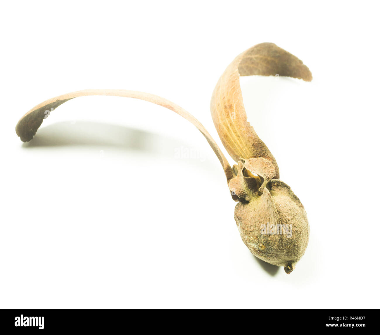 Two-winged fruit of Dipterocarpus isolated on white background Stock ...