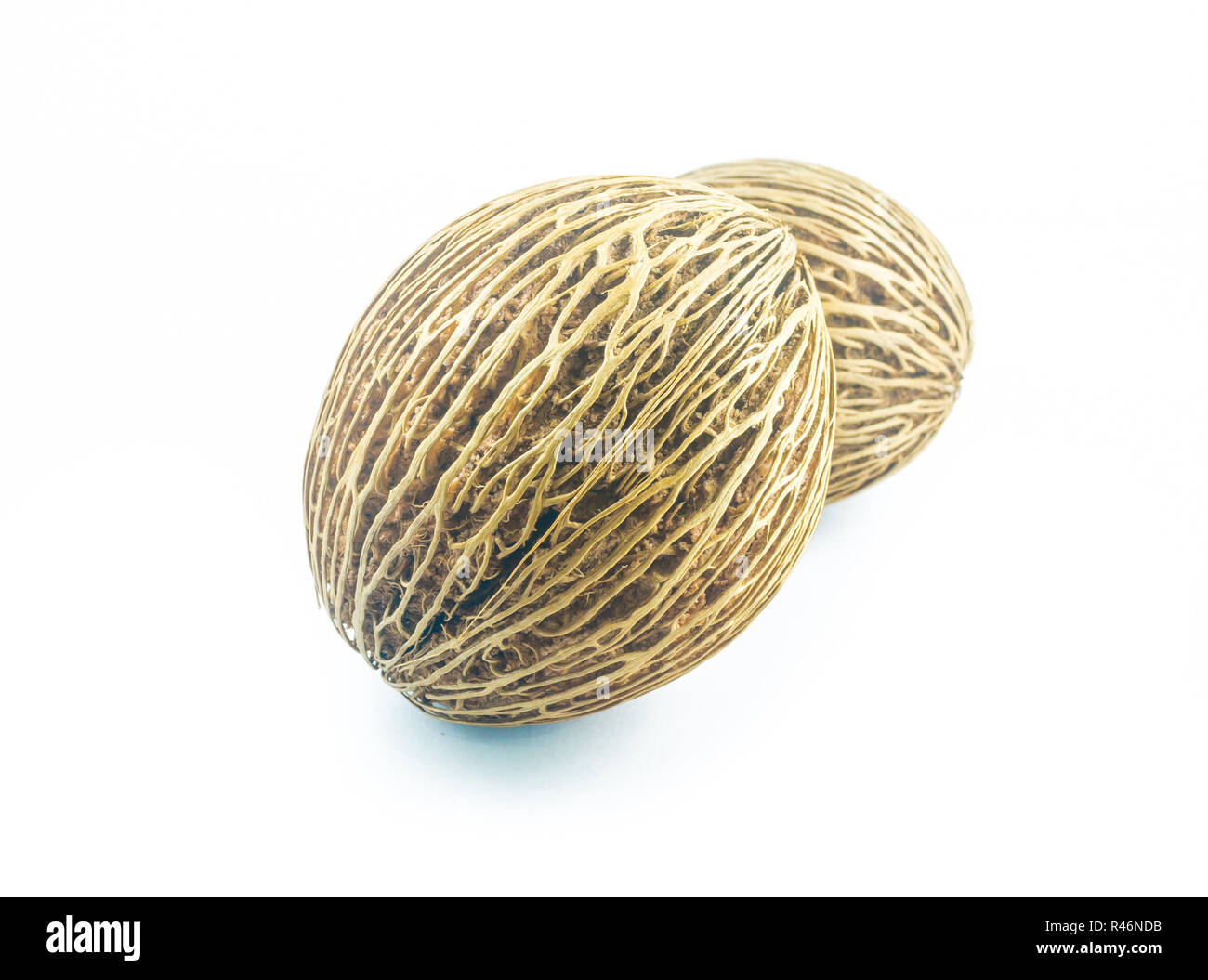 Cerbera oddloam's seed, Pong pong seed or Othalanga on white background ...