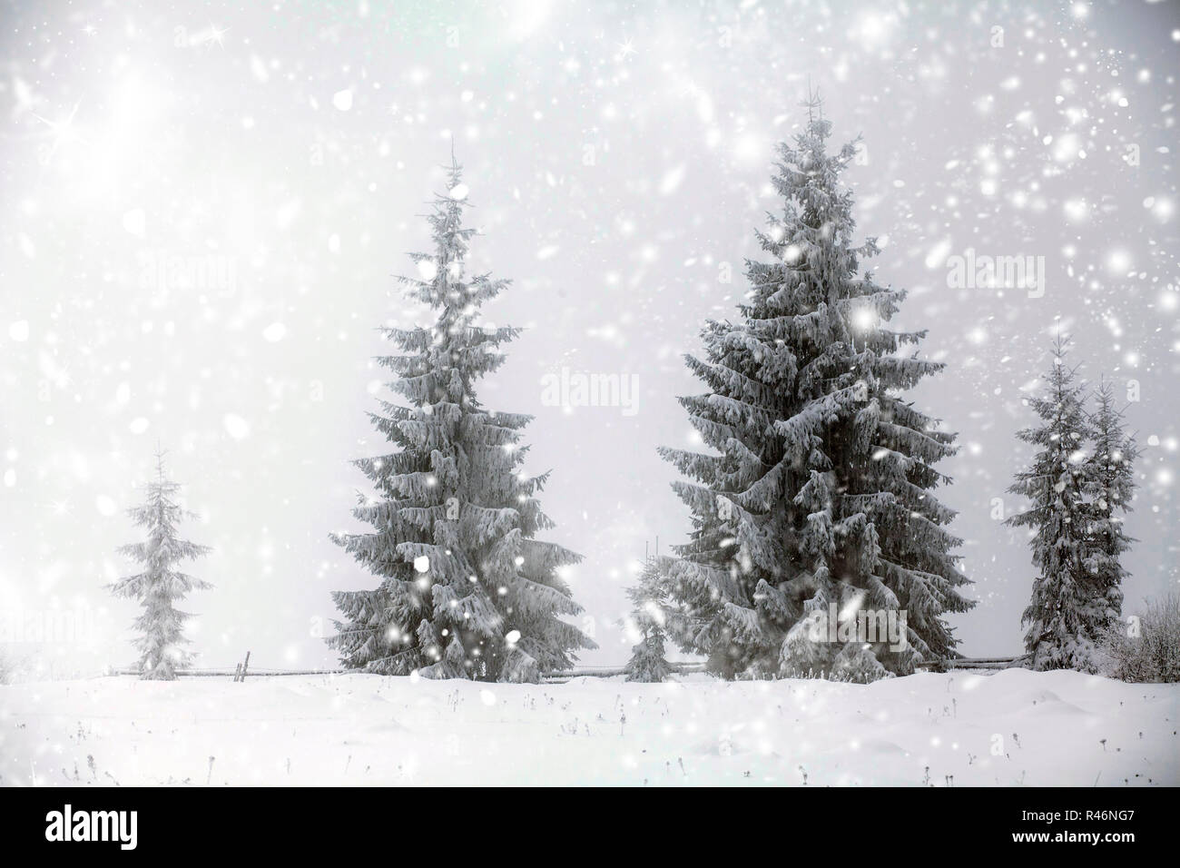 Christmas background with snowy fir trees Stock Photo - Alamy