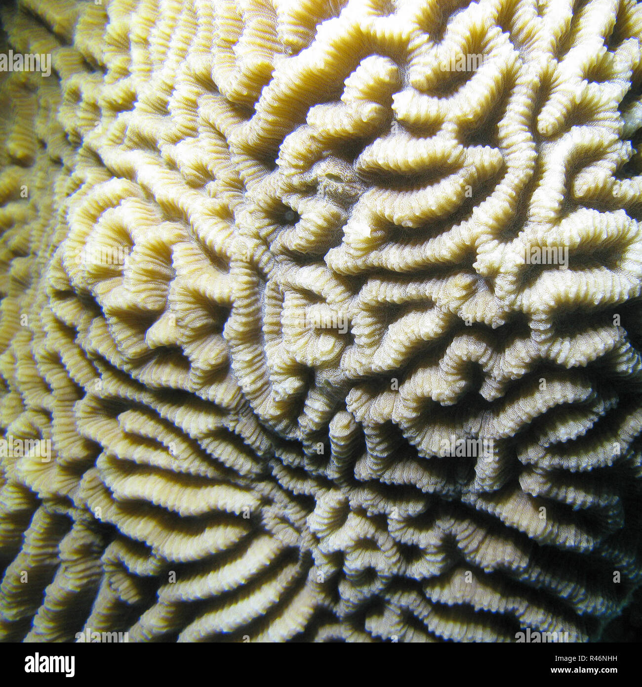 Brain coral maldives hi-res stock photography and images - Alamy