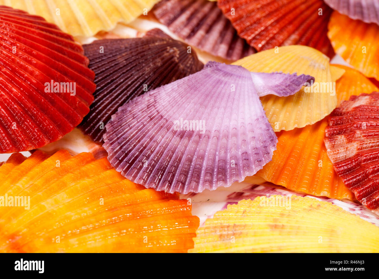 background with colorful sea shells of mollusks, close up Stock Photo - Alamy