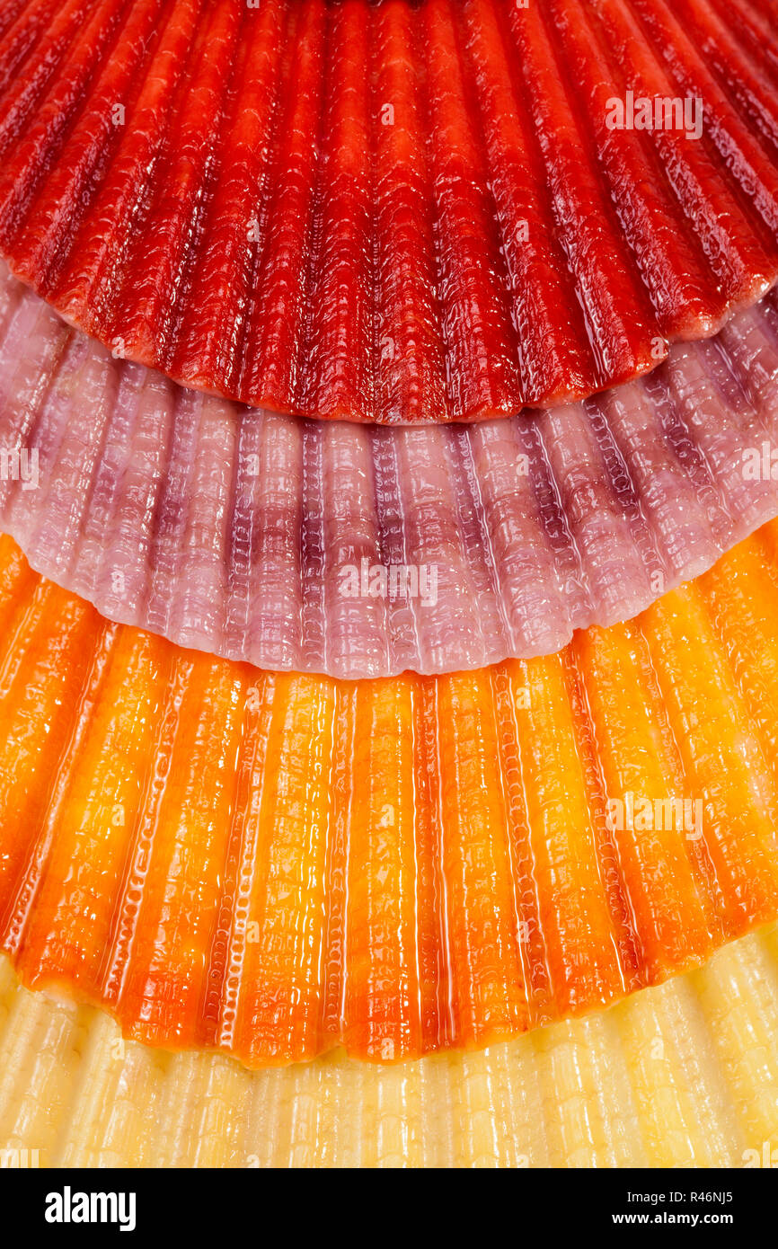 background with colorful sea shells of mollusks, close up Stock Photo ...