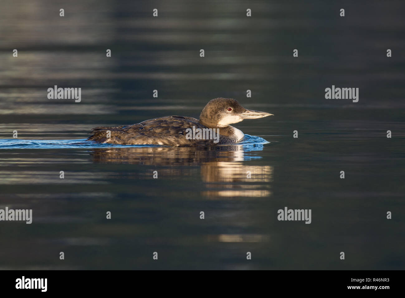Common Loon Photos High Resolution Stock Photography and Images - Alamy
