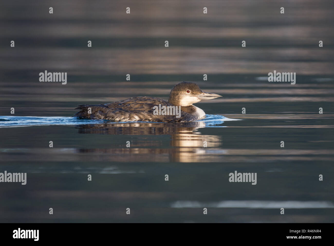 Common Loon Photos High Resolution Stock Photography and Images - Alamy