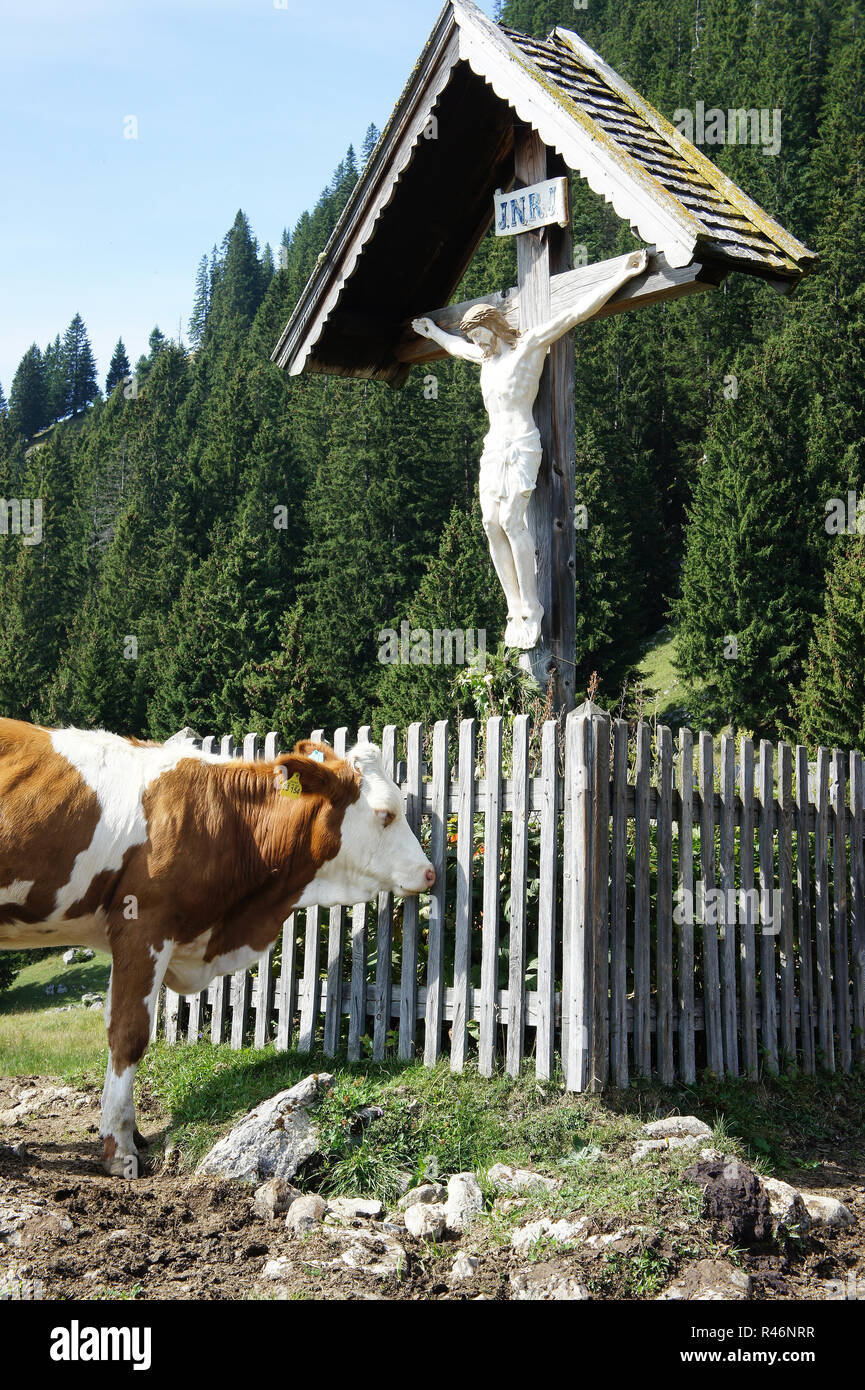 calf faces cross on alpine meadow Stock Photo - Alamy