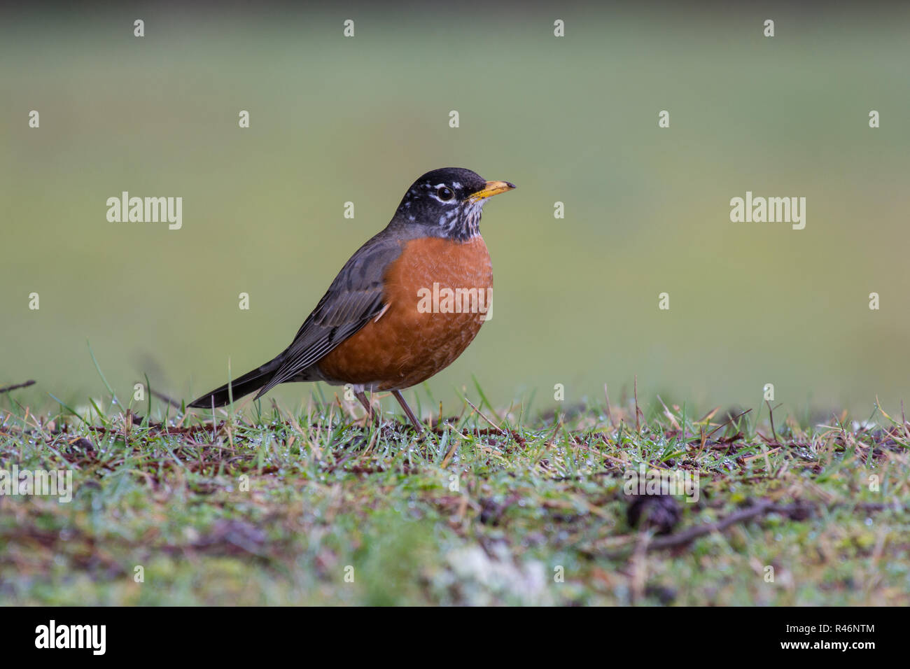 American Robin Photos High Resolution Stock Photography and Images - Alamy