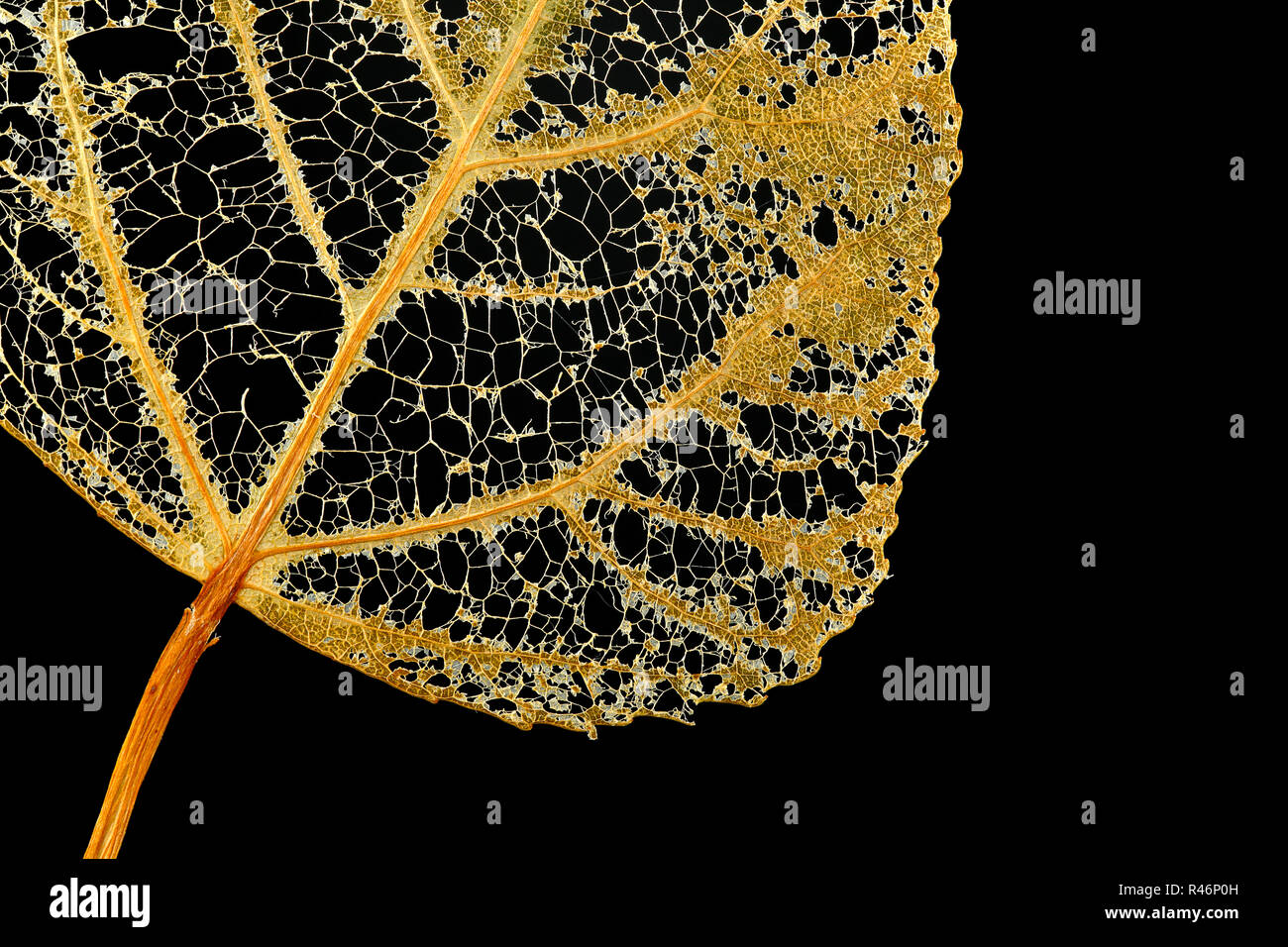 Rotten skeleton hi-res stock photography and images - Alamy