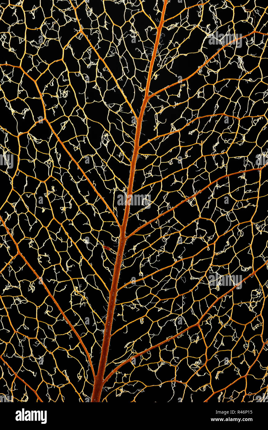 Rotten skeleton hi-res stock photography and images - Alamy