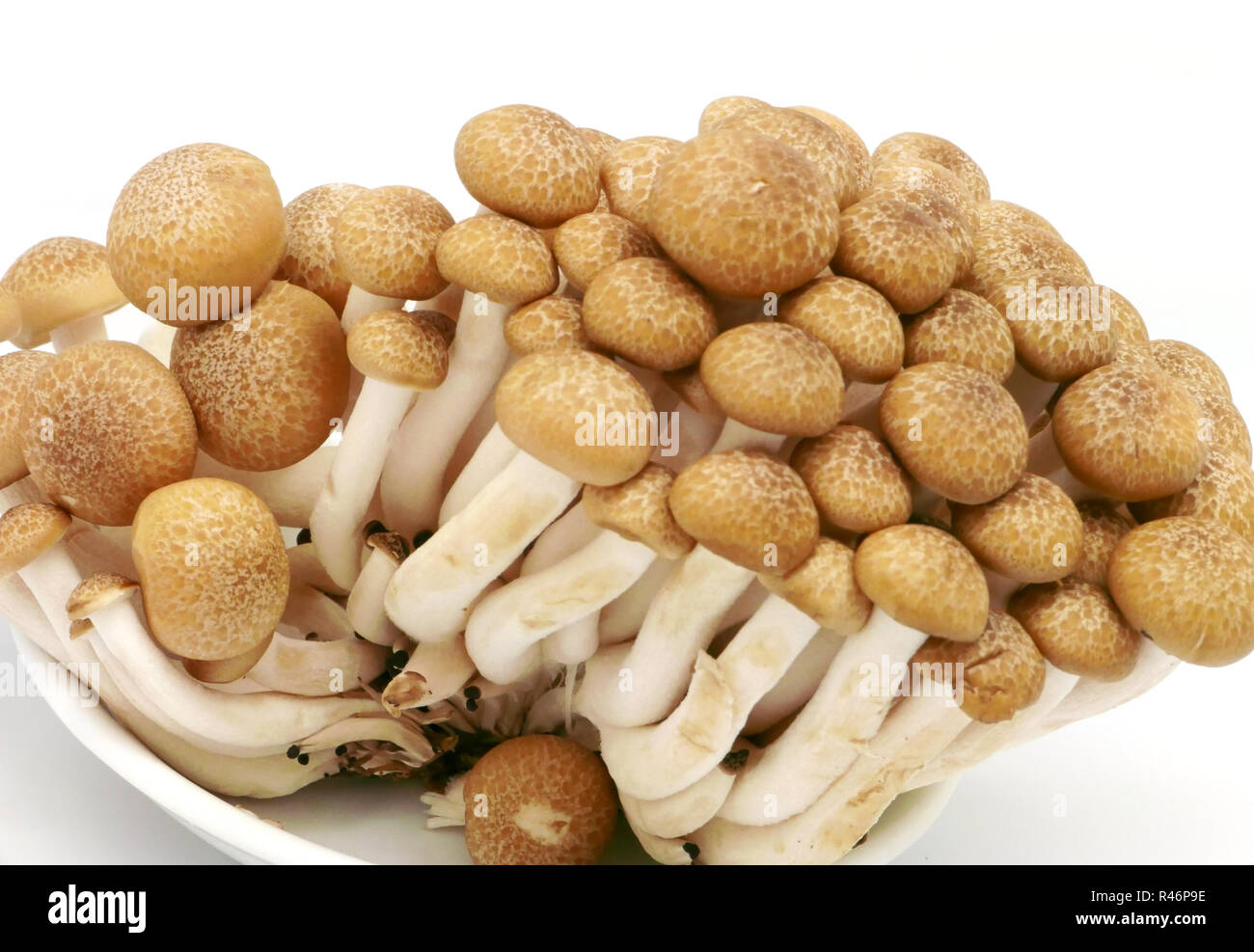 japanese mushrooms isolated Stock Photo - Alamy