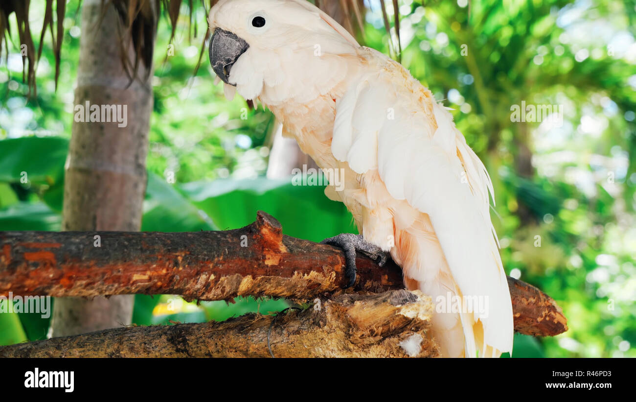 white parrot, cockatoo bird // beautiful white parrot ara 2018 Stock ...