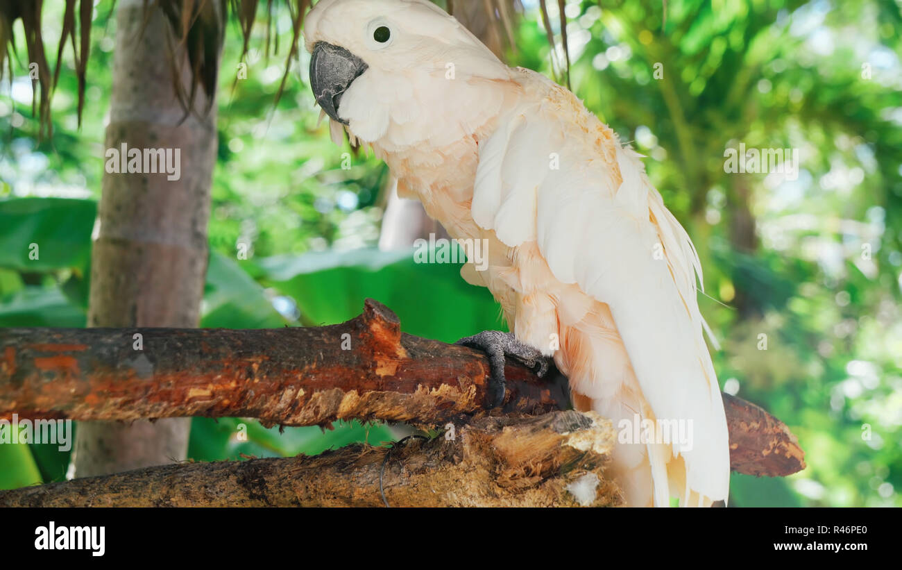 White crested cockatoo hi-res stock photography and images - Alamy