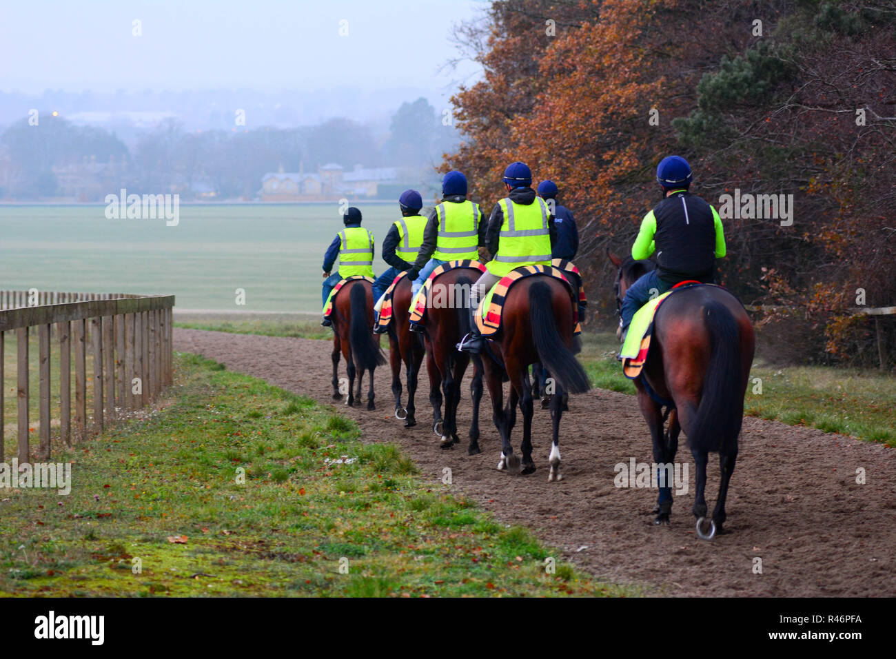 2018-11-24, Newmarket Suffolk UK. Horses walking back to their stables ...