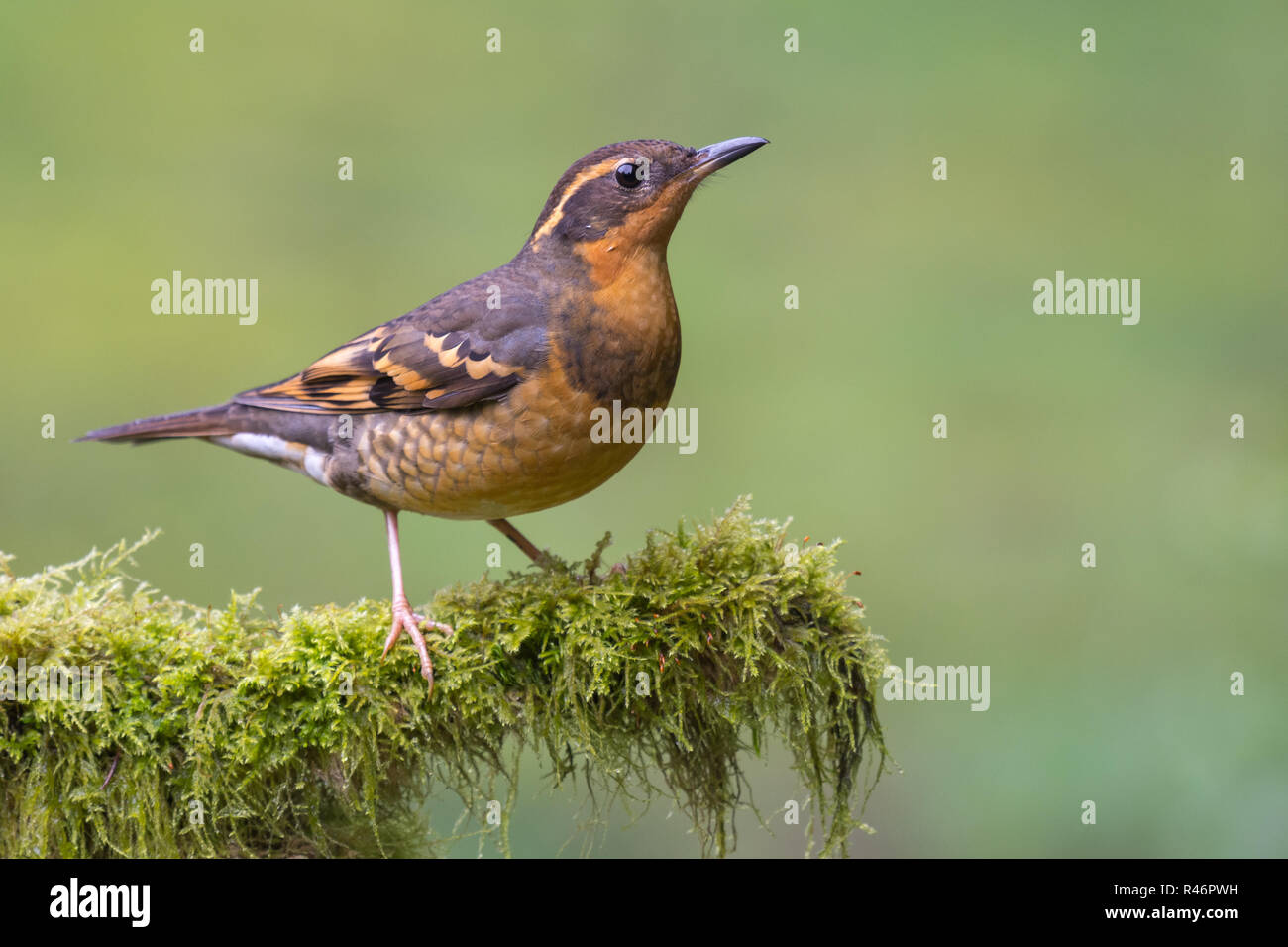 Varied Thrushes High Resolution Stock Photography and Images - Alamy